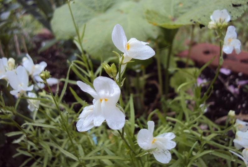 Dwarf Toadflax (Linaria maroccana Fantasy™ White) - Garden.org