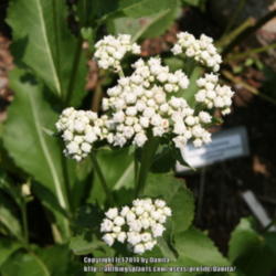 Photo of the entire plant of Wild Quinine (Parthenium integrifolium ...