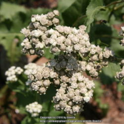 Photo of the entire plant of Wild Quinine (Parthenium integrifolium ...