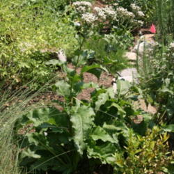 Photo of the entire plant of Wild Quinine (Parthenium integrifolium ...