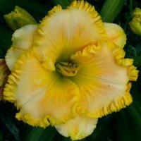 Photo of the bloom of Daylily (Hemerocallis 'Minstrel Singer') posted ...