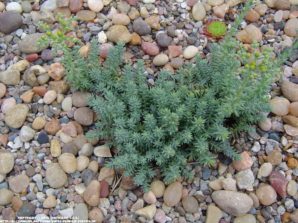 Photo of the entire plant of Jenny's Stonecrop (Petrosedum rupestre ...