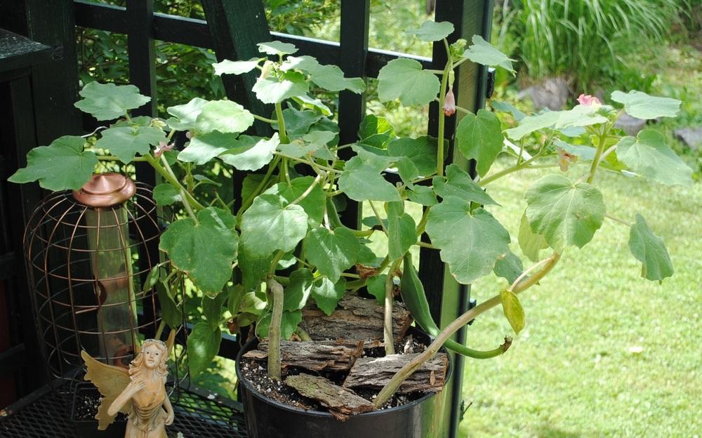 Photo of the entire plant of Devil's Claw (Proboscidea parviflora var ...