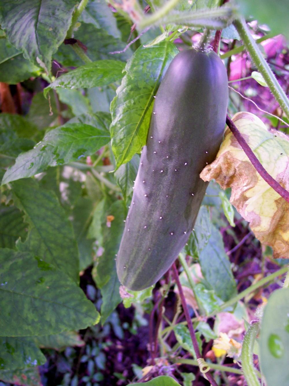 Cucumbers: Plant Care and Collection of Varieties - Garden.org