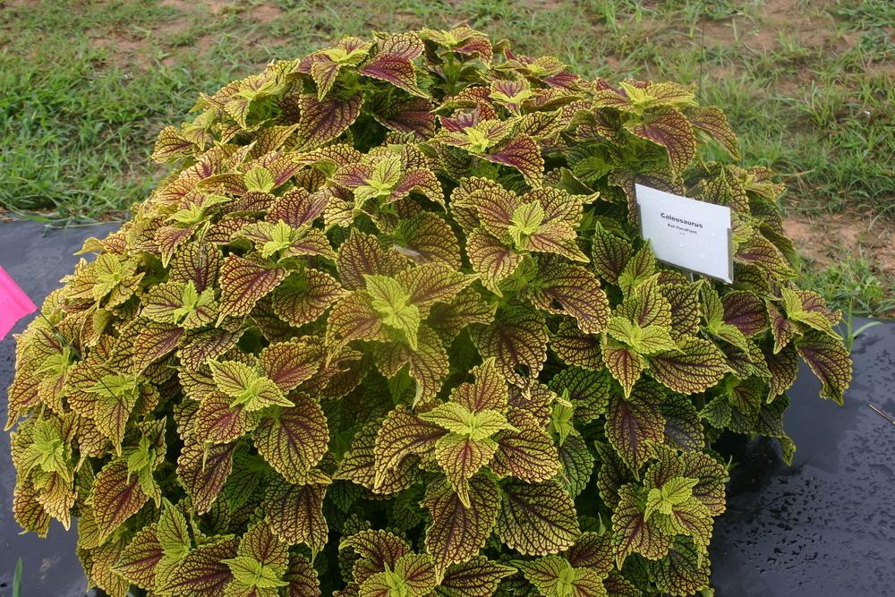 Photo of the entire plant of Coleus (Coleus scutellarioides ChargedUp ...