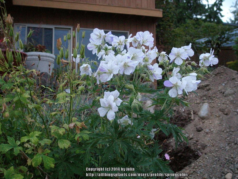 Photo of the entire plant of Meadow Cranesbill (Geranium pratense ...