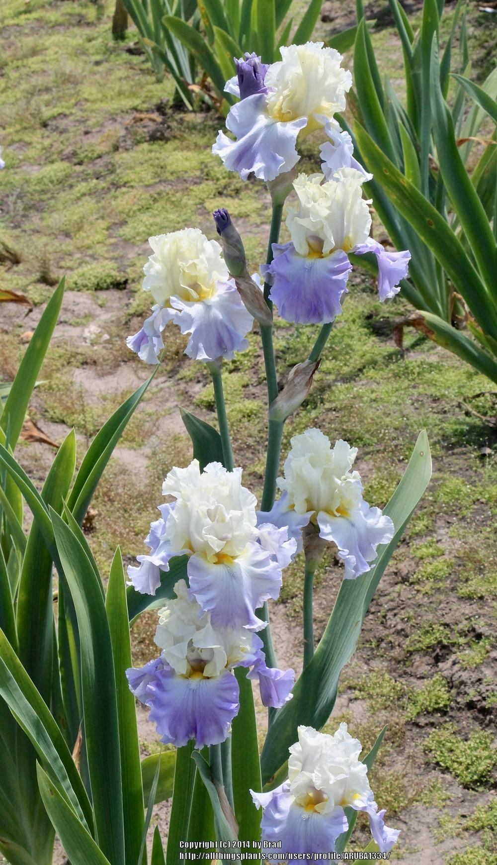 Photo of the bloom of Tall Bearded Iris (Iris 'Gentle Reminder') posted ...