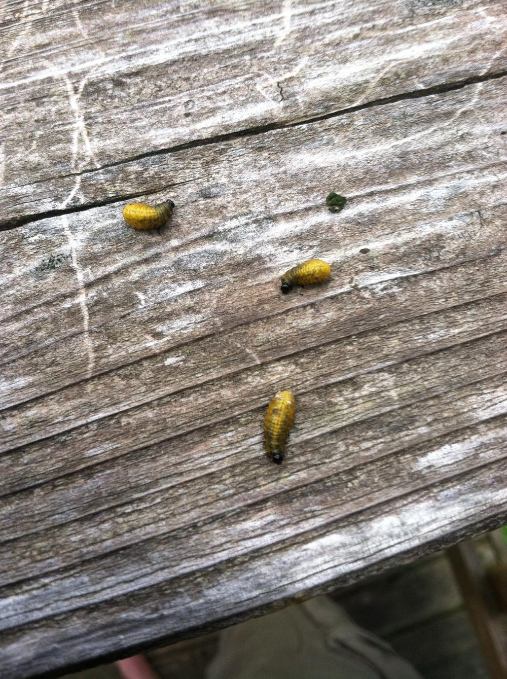 Yellow grub on tomatillos in the Ask a Question forum - Garden.org