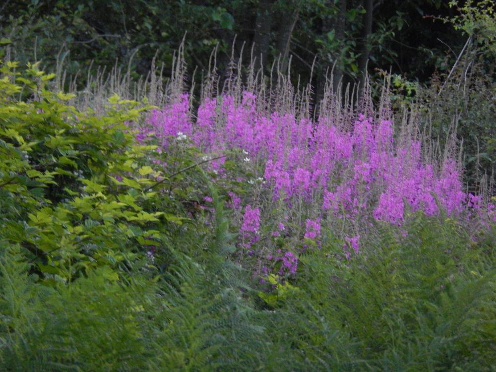 Photo of the habitat view of Fireweed (Chamaenerion angustifolium subsp. angustifolium) posted ...