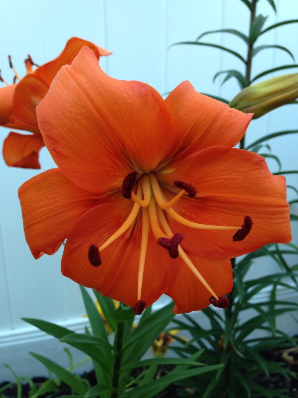 Lily (Lilium 'Liberty Hyde Bailey') in the Lilies Database - Garden.org