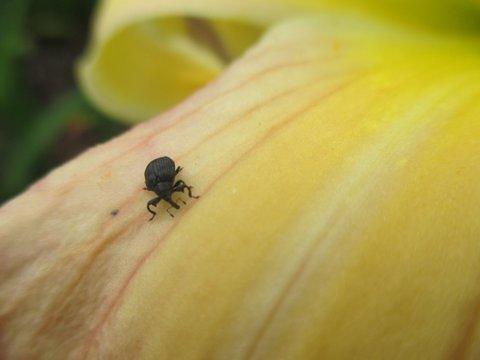 magnolia weevil ID? in the Pests and Diseases forum - Garden.org