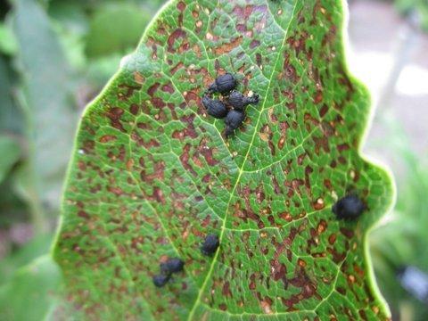 magnolia weevil ID? in the Pests and Diseases forum - Garden.org