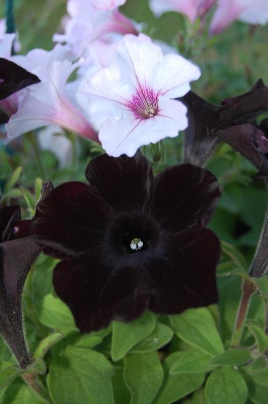 Petunias: Plant Care and Collection of Varieties - Garden.org
