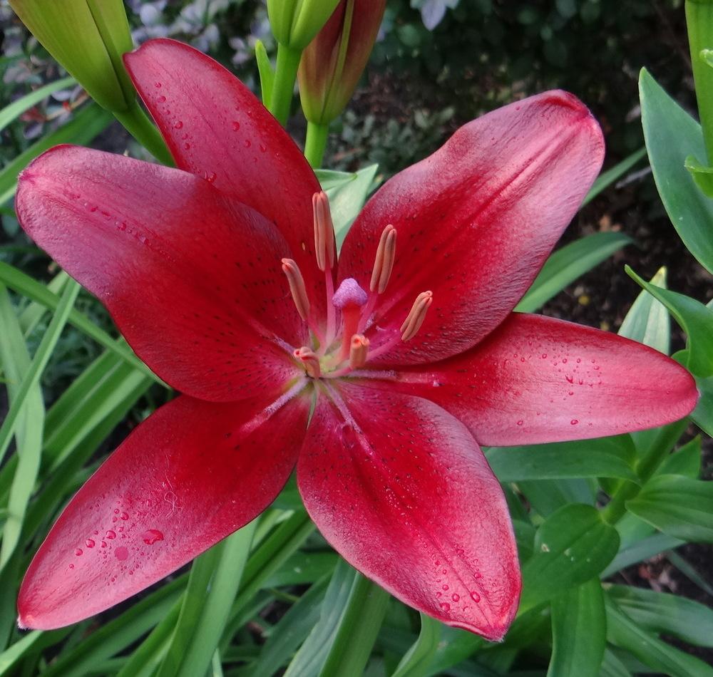 Lily (Lilium 'Tomar') in the Lilies Database - Garden.org