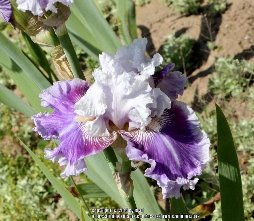 Photo of the bloom of Tall Bearded Iris (Iris 'Frill of It All') posted ...