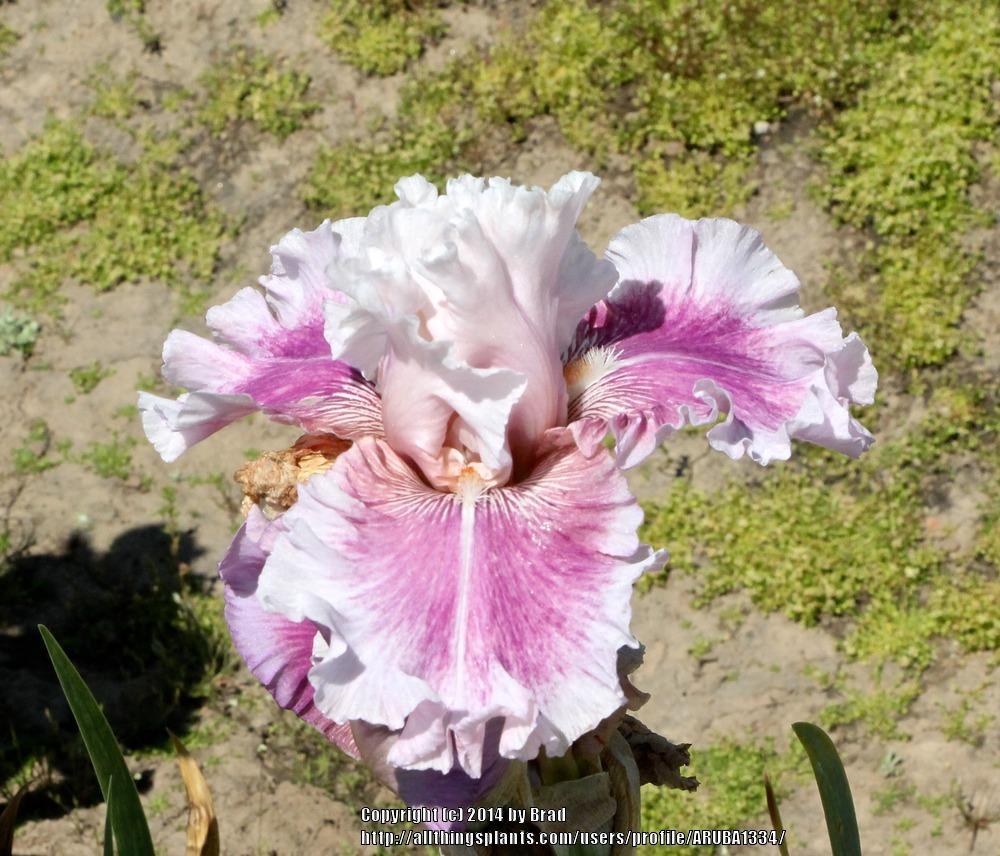 Photo of the bloom of Border Bearded Iris (Iris 'Absolute Cute') posted by ARUBA1334 - Garden.org