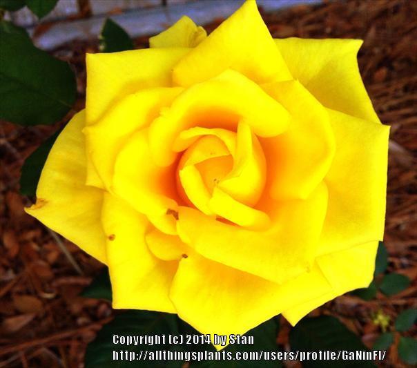 Photo of the bloom of Rose (Rosa 'Sunbright') posted by GaNinFl ...