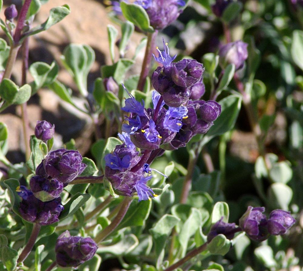 Purple Sage (Salvia dorrii) in the Salvias Database - Garden.org