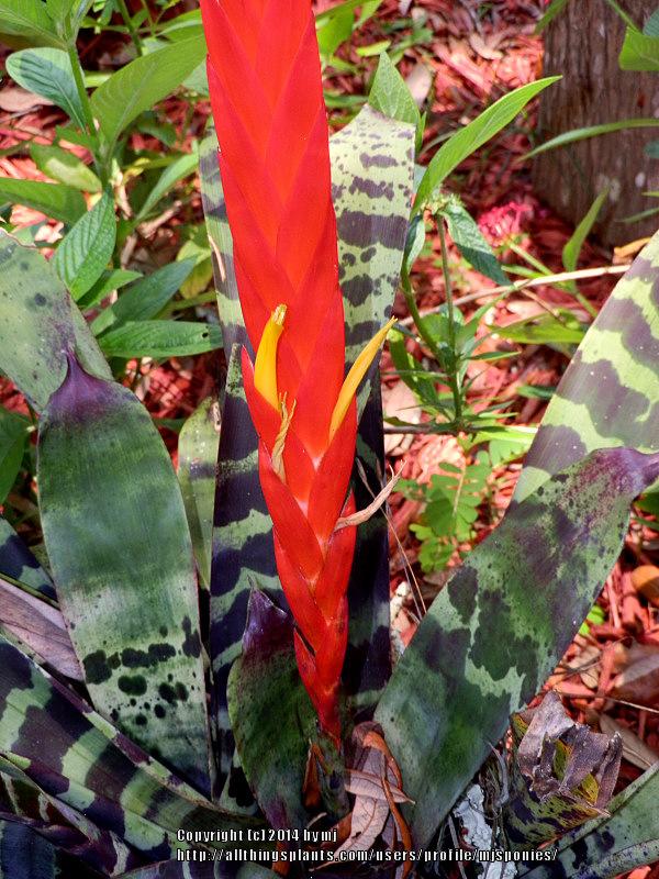 Photo of the bloom of Flaming Sword Bromeliad (Lutheria splendens ...