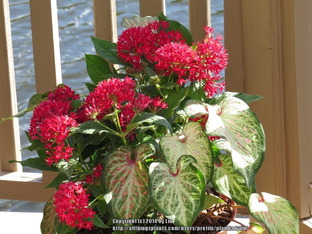Lance-leaf Caladium (Caladium 'Candyland') in the Caladiums Database ...
