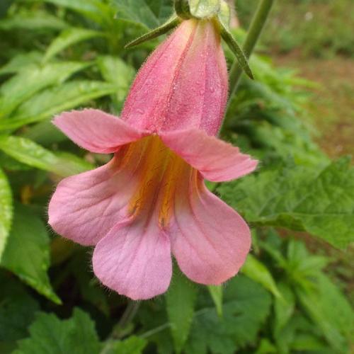 Chinese Foxglove (Rehmannia piasezkii 'Rufus') - Garden.org