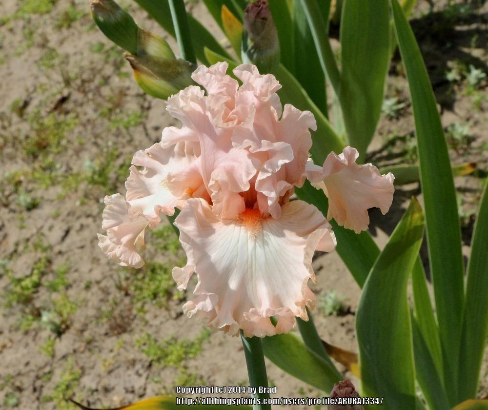 Photo of the bloom of Tall Bearded Iris (Iris 'Pretty Kitty') posted by ...