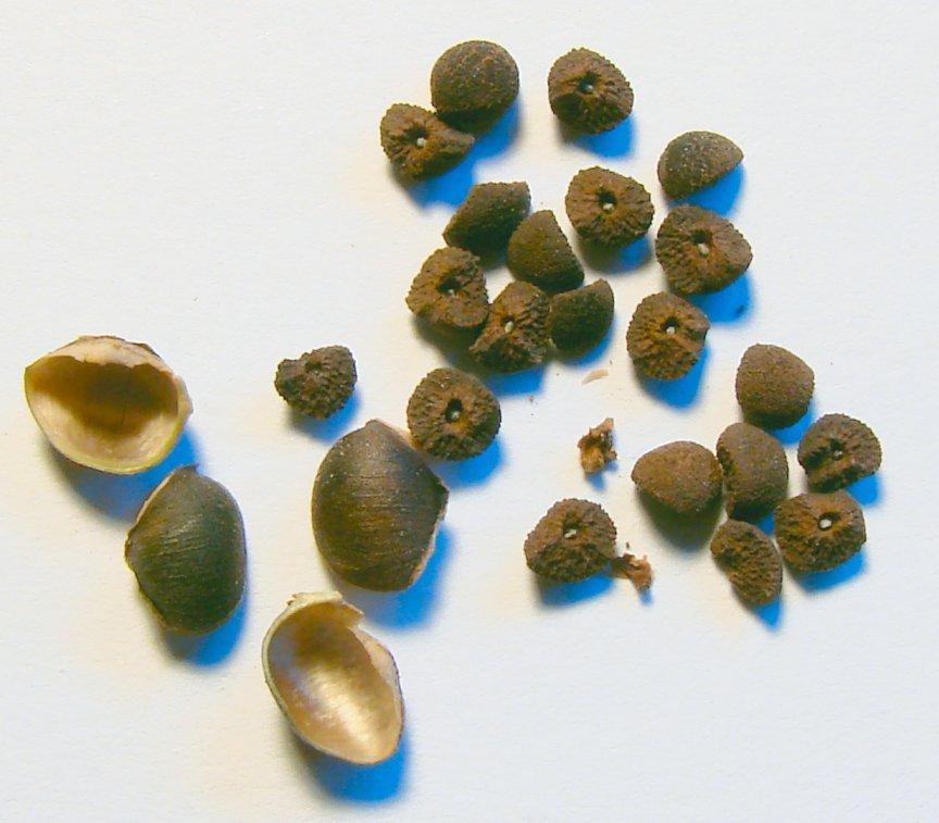 Photo of the seeds of Indian Pink (Spigelia marilandica) posted by ...