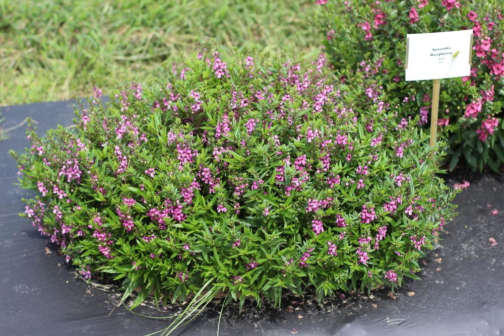 Photo of the entire plant of Angelonia (Angelonia angustifolia Serenita ...