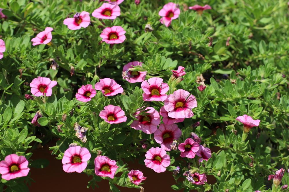 Photo of the bloom of Million Bells (Calibrachoa Superbells® Strawberry ...