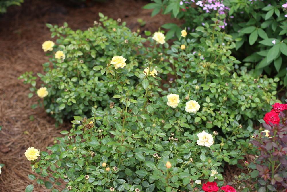 Rose (Rosa 'Sunrosa Yellow') in the Roses Database - Garden.org