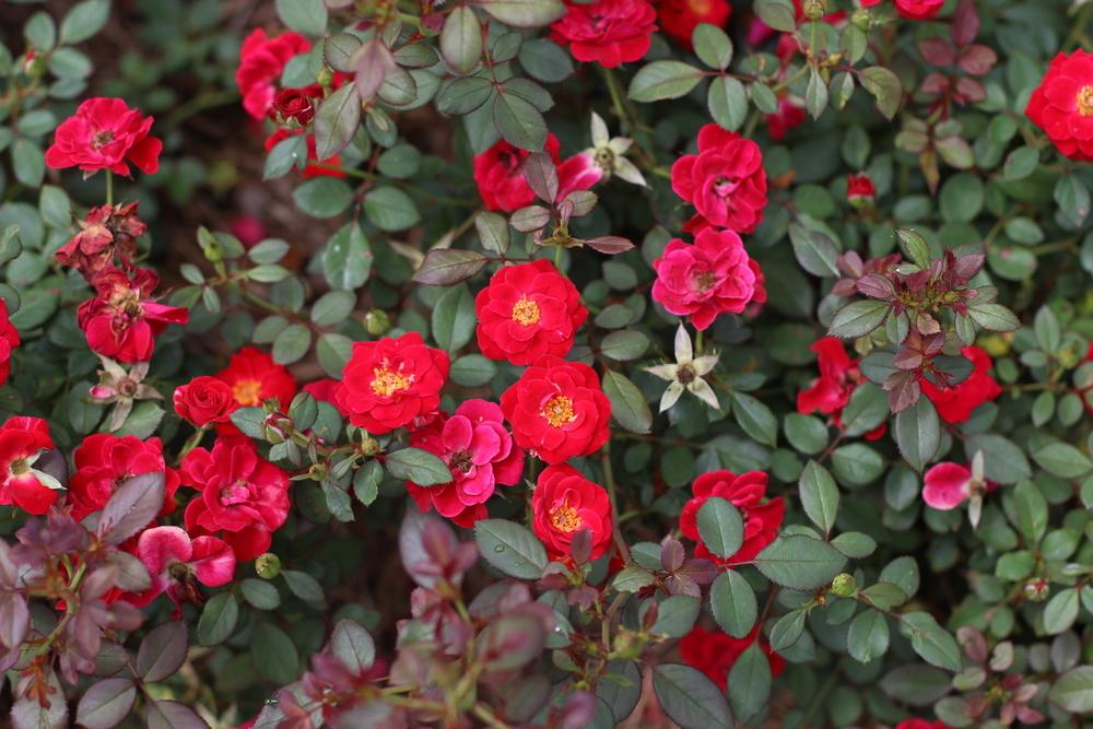 Rose (Rosa 'Sunrosa Red') in the Roses Database - Garden.org