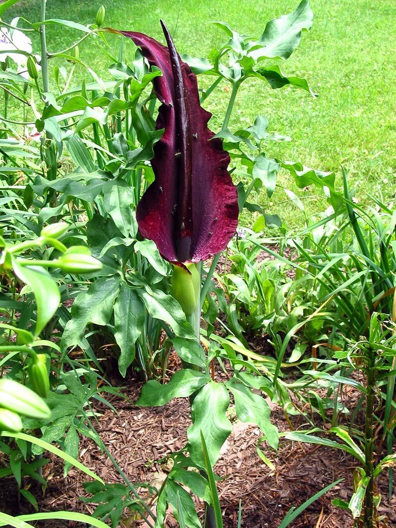 Photo of the entire plant of Dragon Arum (Dracunculus vulgaris) posted ...