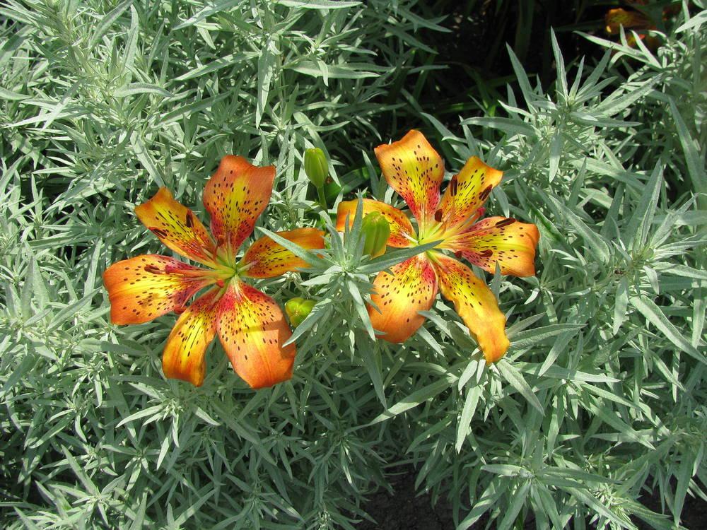 Photo of the bloom of Asiatic Lily (Lilium 'Firestar') posted by jmorth ...