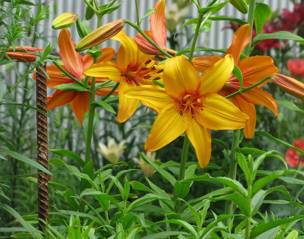 Photo of the leaves of Lily (Lilium 'Ember') posted by jmorth - Garden.org