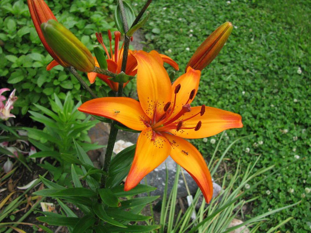 Photo of the stem, scape, stalk or bark of Lily (Lilium 'Ember') posted ...