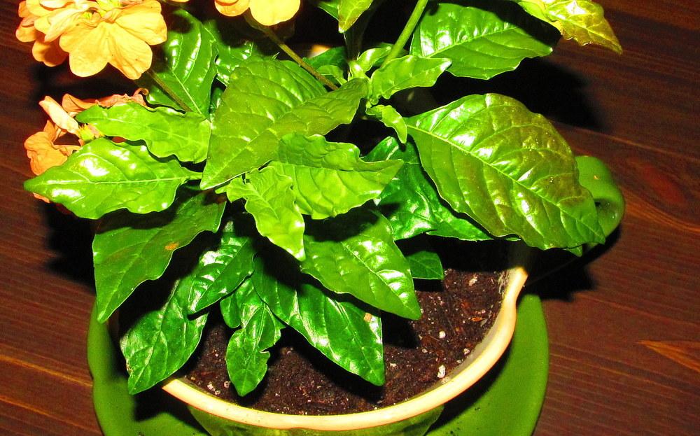 Photo of the leaves of Firecracker Flower (Crossandra infundibuliformis ...