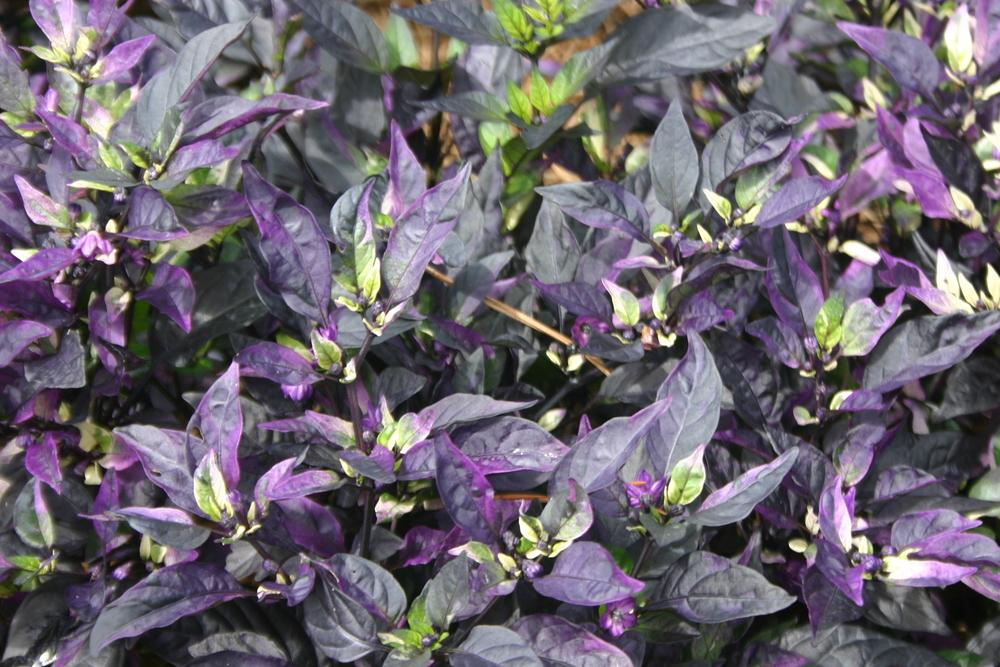 Photo of the entire plant of Ornamental Pepper (Capsicum annuum 'Purple ...