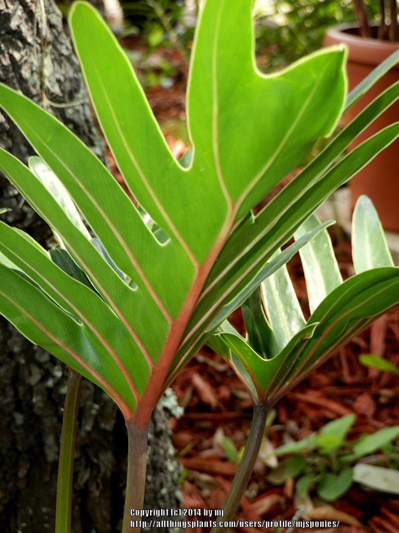 Philodendrons: Plant Care and Collection of Varieties - Garden.org