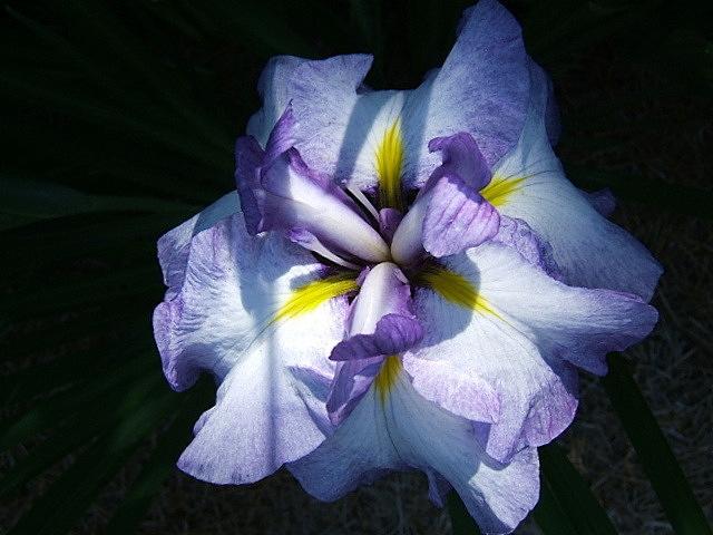 Japanese Iris (Iris ensata 'Cascade Crest') in the Irises Database ...