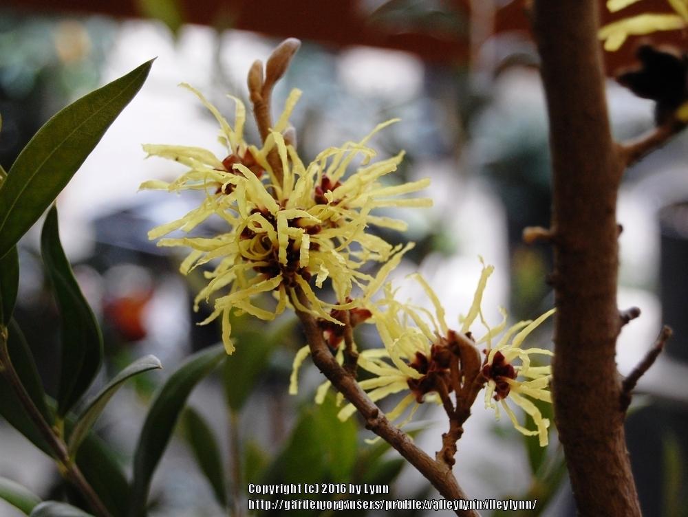Photo of the bloom of Witch Hazel (Hamamelis 'Sunburst') posted by ...