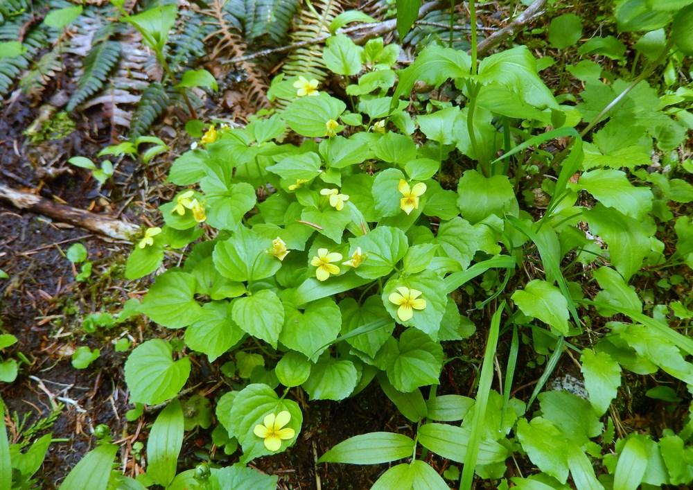 Photo of the entire plant of Trailing Yellow Violet (Viola sempervirens ...