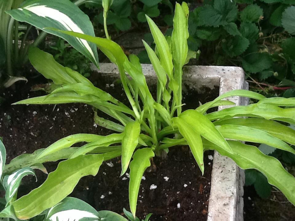 Hosta 'Chartreuse Wiggles' in the Hostas Database - Garden.org