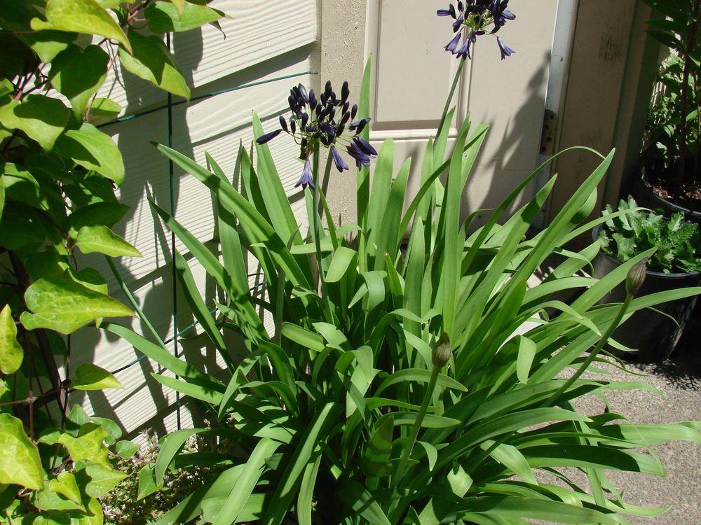 Photo of the entire plant of Lily of the Nile (Agapanthus 'Mood Indigo ...