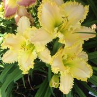 Daylily (Hemerocallis 'Malcolm David Brooker, Senior') in the Daylilies ...