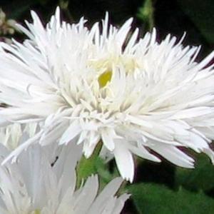Shasta Daisy (Leucanthemum x superbum 'Sante') in the Shasta Daisies ...