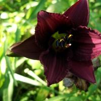 Photo of the bloom of Daylily (Hemerocallis 'Razzmatazz') posted by ...