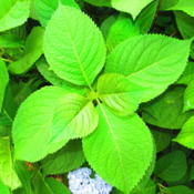 The Main Plant entry for Hydrangeas (Hydrangea) - Garden.org