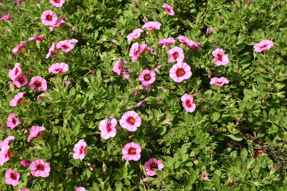 Photo of the entire plant of Million Bells (Calibrachoa Superbells ...