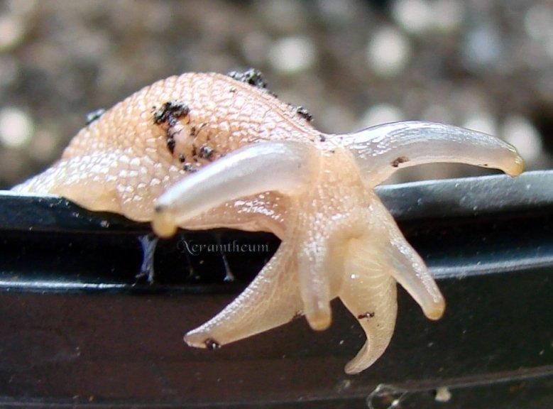 Rosy Wolf Snail Are Good Guys! in the Pests and Diseases forum - Garden.org