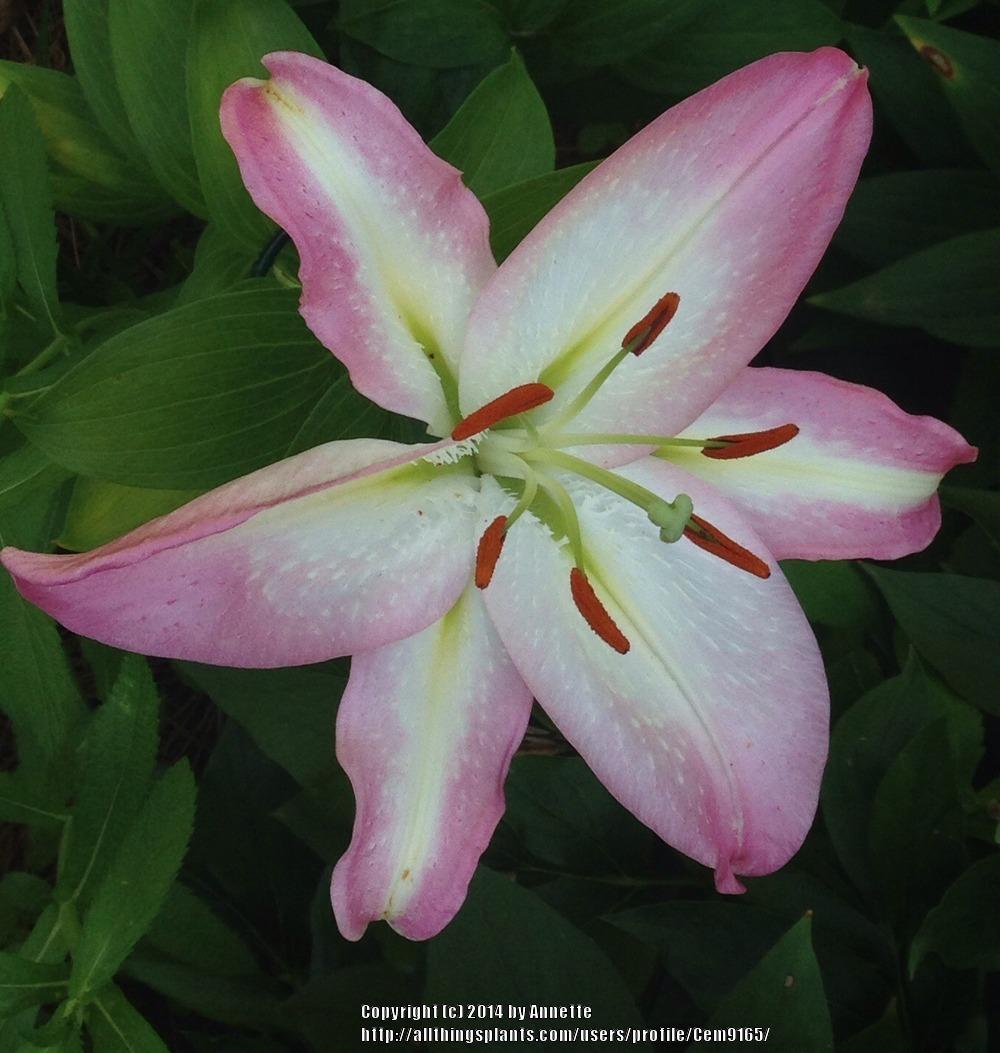 Lily (Lilium 'Caruso') in the Lilies Database - Garden.org